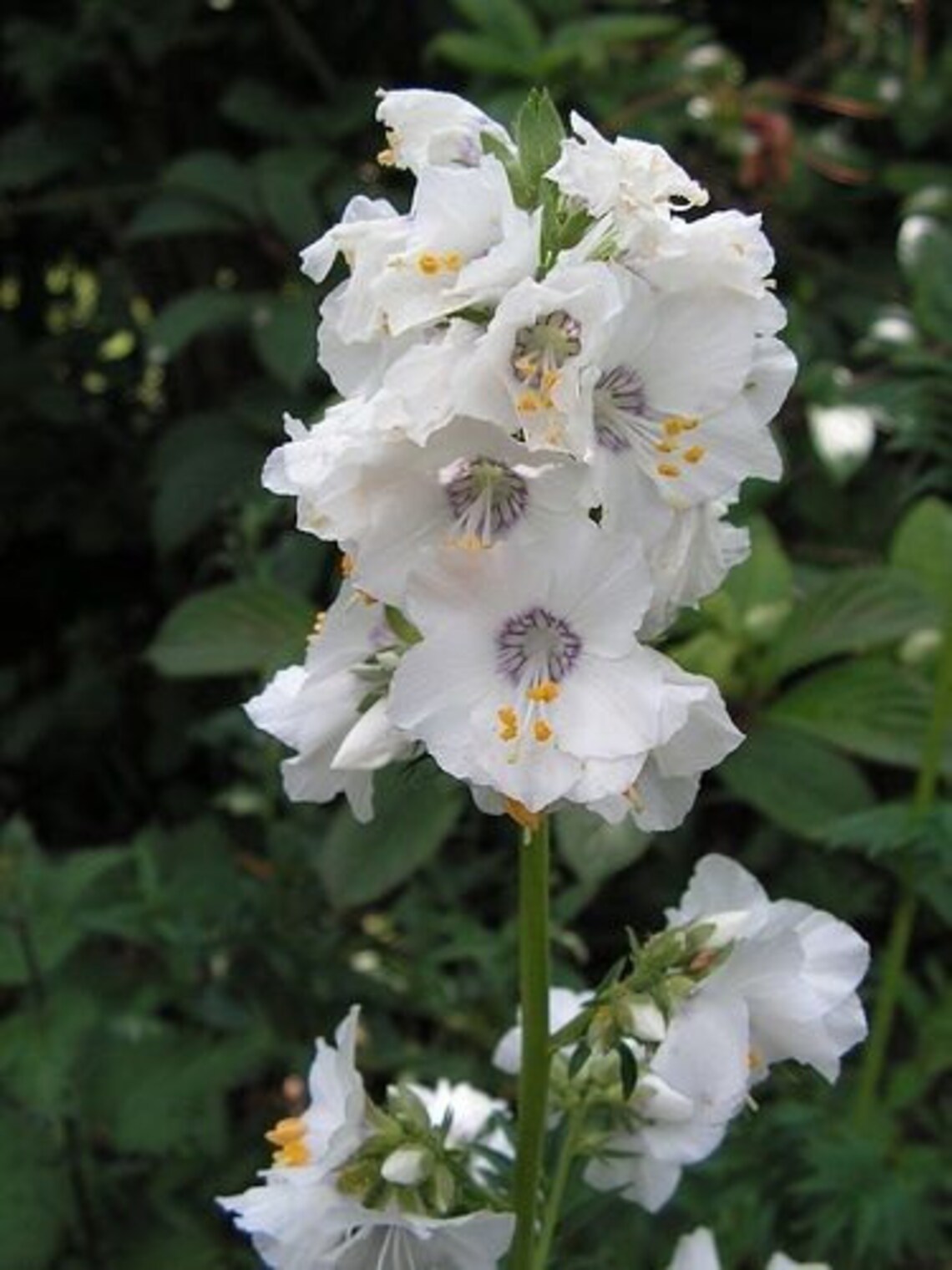 Pearl White Jacob's Ladder Flower Seeds/ Polemonium / Perennial 70 - Etsy