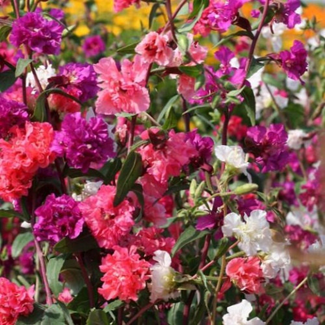 Mountain Garland Clarkia Mix Flower Seeds / Annual 50 | Etsy