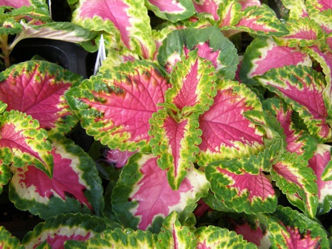 Coleus Wizard Rose Flower Seeds / Anual 50 - Etsy México