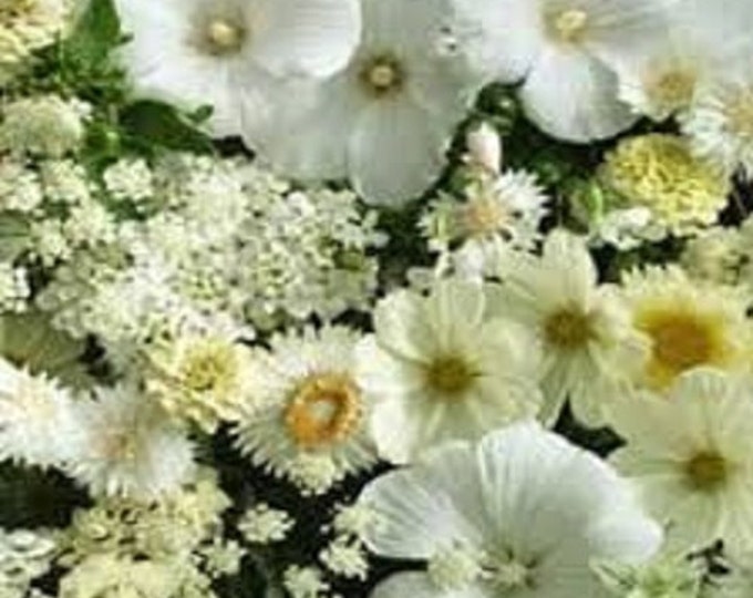 White Shades of Color Wildflower Flower Seeds / Annual 75+ - Etsy