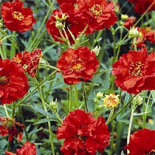 Mrs. Bradshaw Scarlet Red Geum Flower Seeds / Perennial 50+ - Etsy