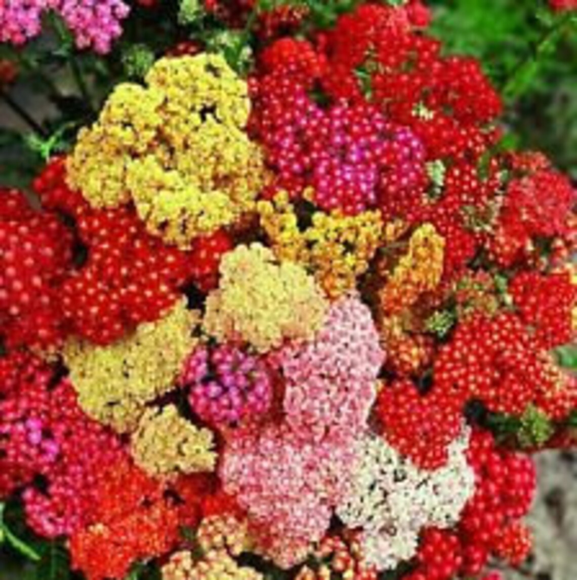 Summer Berries Mix Achillea Flower Seeds / Millefolium /perennial 50 ...