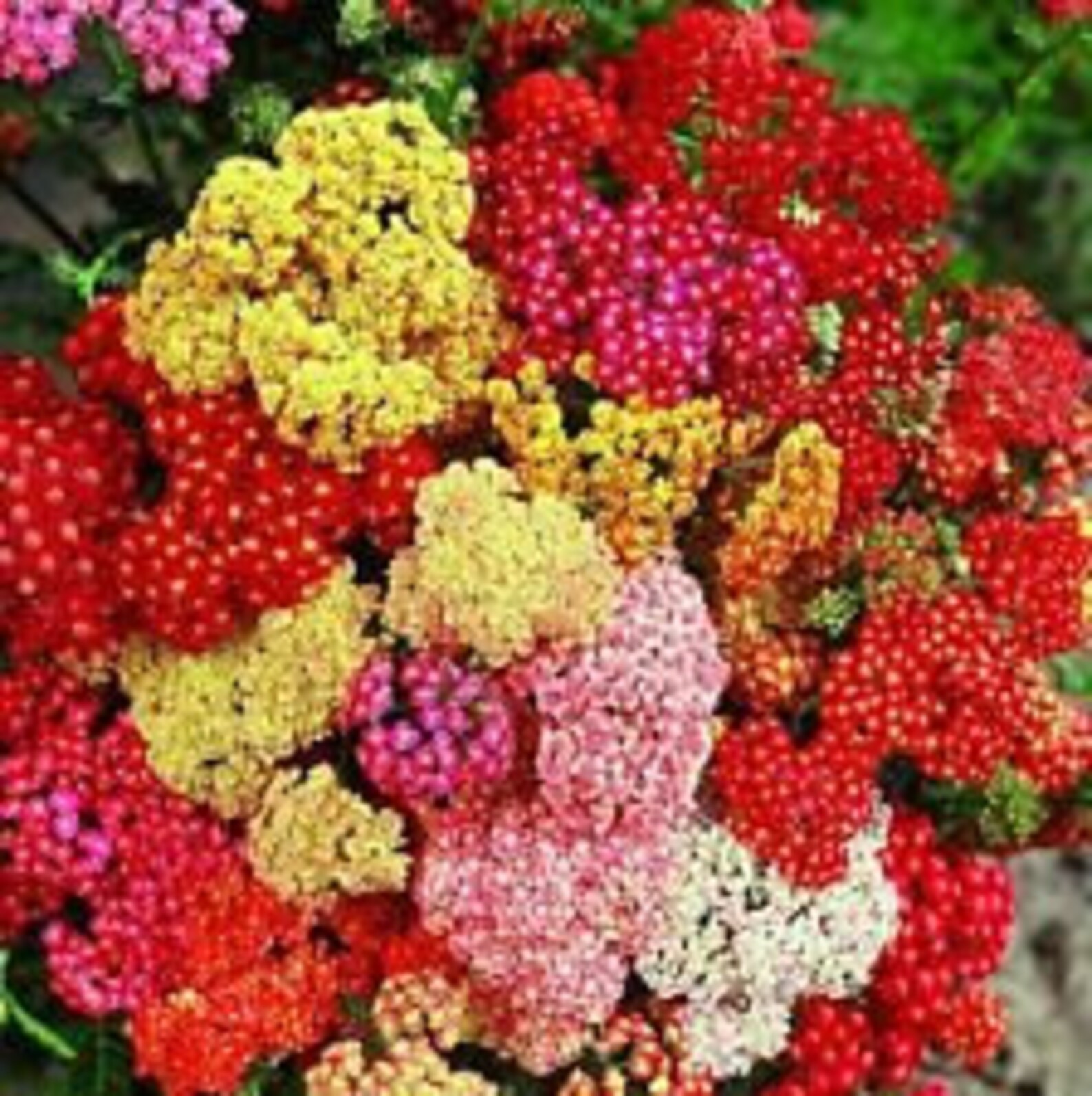 Summer Berries Mix Achillea Flower Seeds / Millefolium /perennial 50 ...