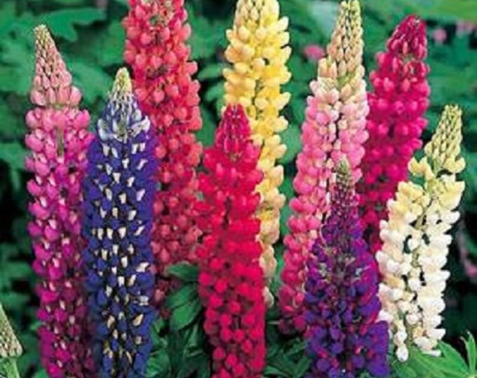 Texas Lupine Mix Flower Seeds / Lupine / Perennial 50+ - Etsy