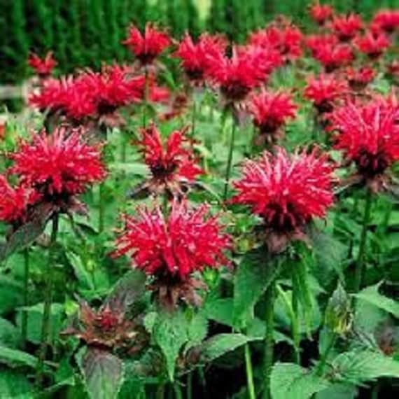 Red Monarda Bee Balm Flower Seeds / Perennial 50 - Etsy