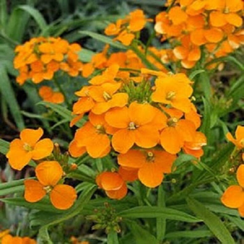 Orange Siberian Wallflower Flower Seeds / Erysimum / Perennial 50 - Etsy
