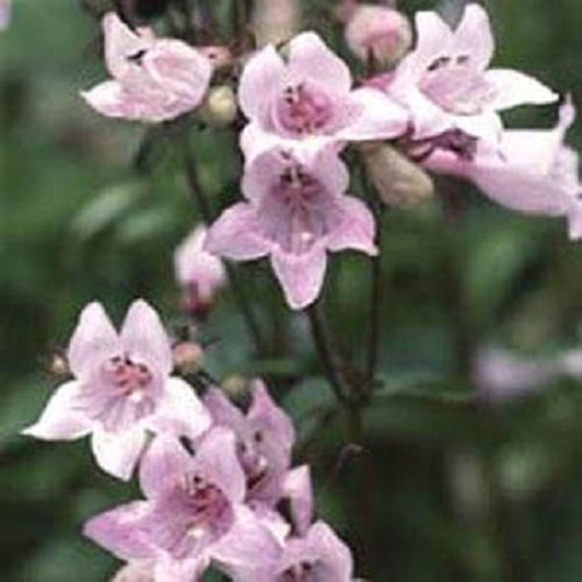 Shell Leaf Penstemon Flower Seeds / Grandiflorus / Perennial | Etsy