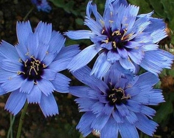 Blue Cupid's Dart Flower Seeds / Catananche / Perennial 35+ - Etsy