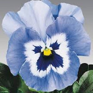 Joker Light Blue Pansy Flower Seeds / Biennial 35 - Etsy