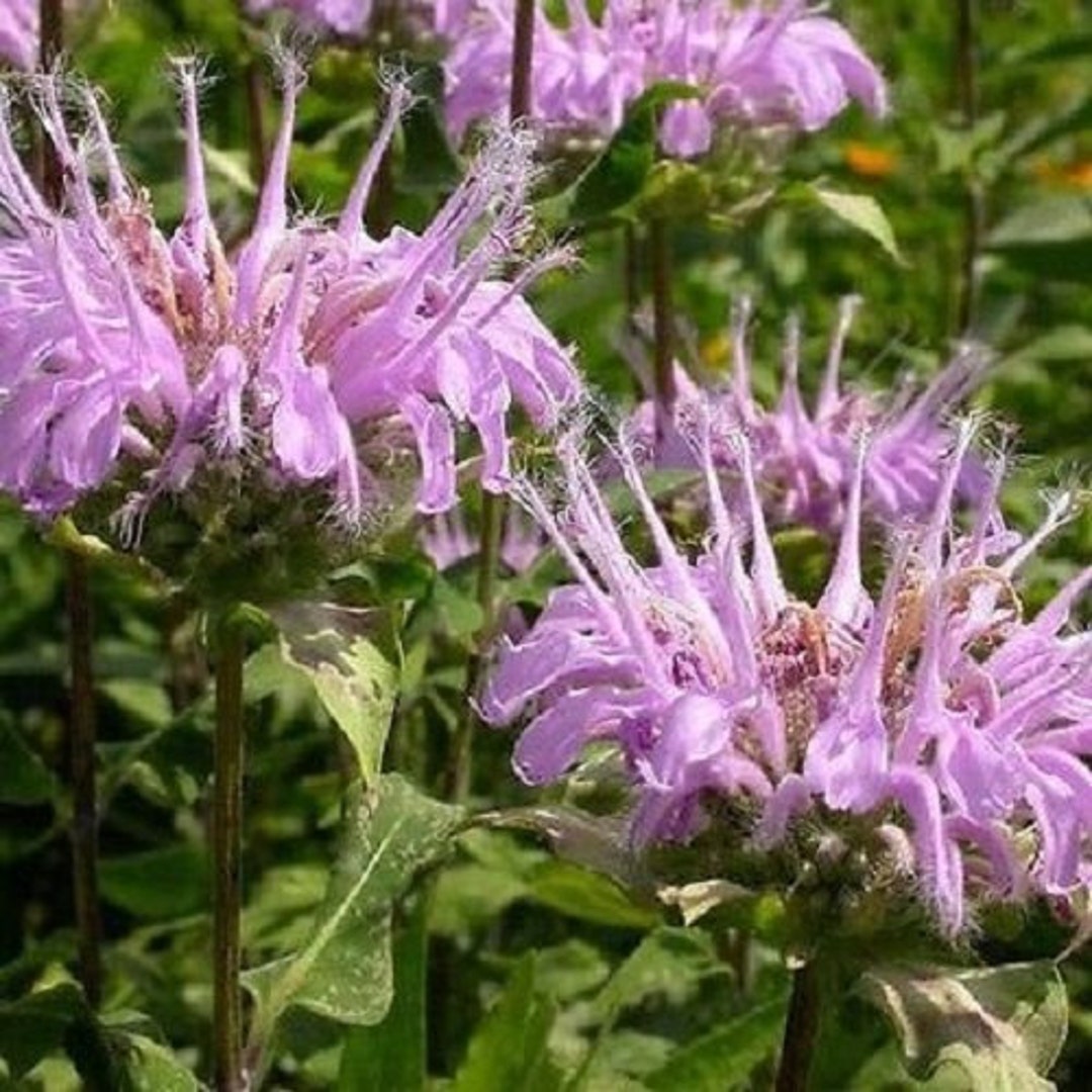 Lavender Monarda Mint Leaf Bee Balm Flower Seeds / Perennial 50+ - Etsy
