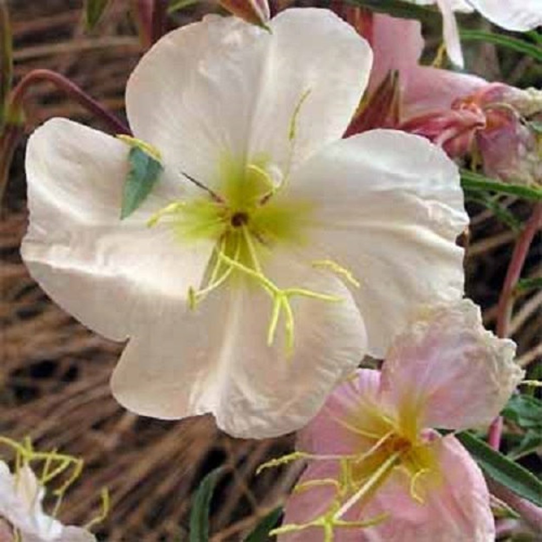 Pale Pink Evening Primrose Flower Seeds / Oenothera Pallida / Perennial ...