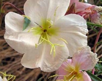Pale Evening Primrose Flower Seeds/oenothera Pallida/perennial 50 - Etsy