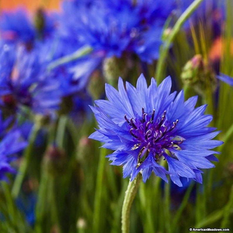Blue Bachelor's Button Cornflower Flower Seeds / Annual - Etsy