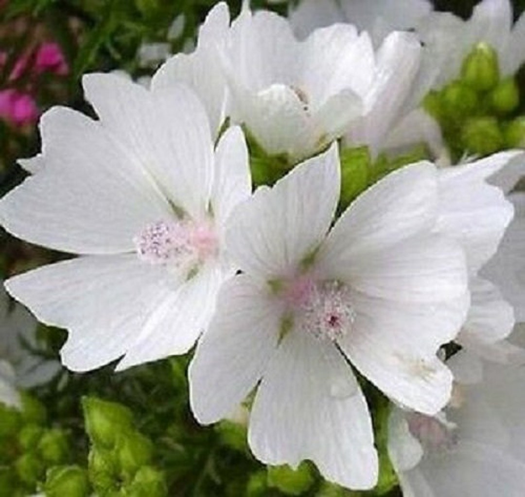 White Perfection Malva Flower Seeds / Moschata / Perennial 40+ - Etsy