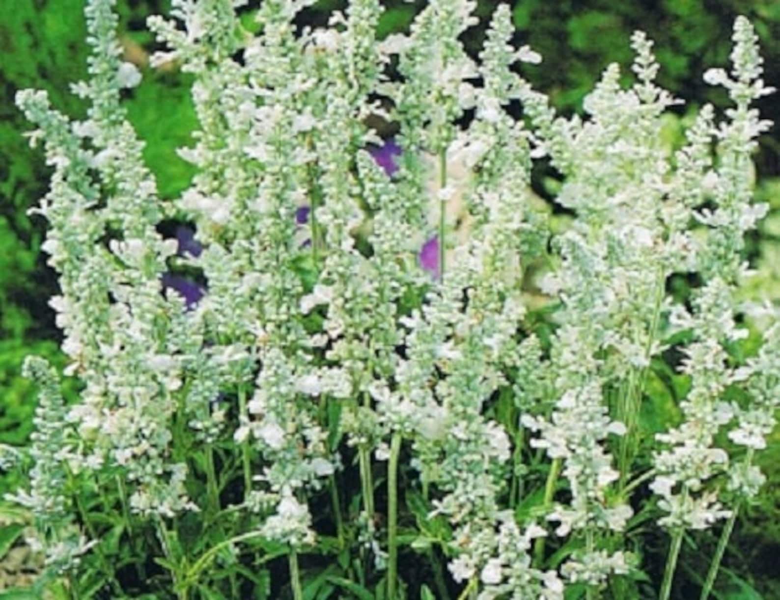 White Victory Salvia Flower Seeds/ Perennial 40 - Etsy