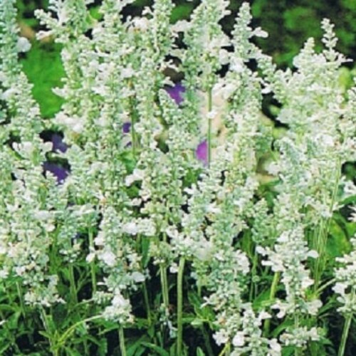 White Victory Salvia Flower Seeds/ Perennial 40 | Etsy