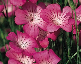 Bianca White Agrostemma Flower Seeds / Self-seeding Annual 50 | Etsy