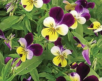 250 JOHNNY JUMP UP Helen Mount Violet Viola Tricolor Flower Seeds - Etsy