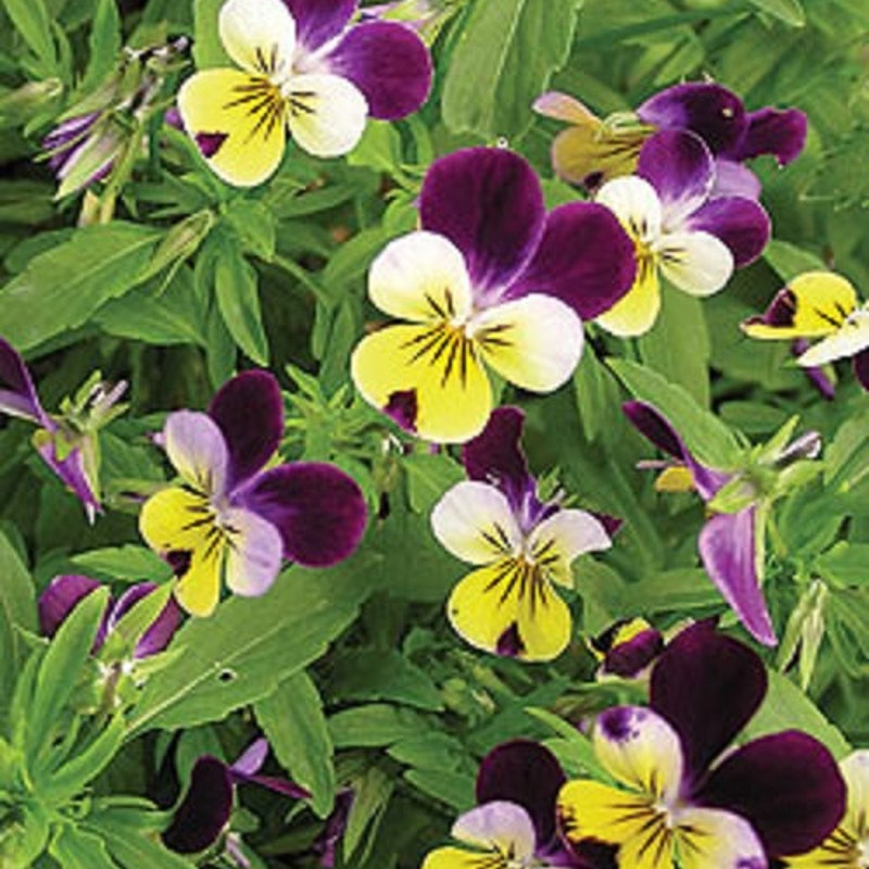 Johnny Jump Up - Etsy