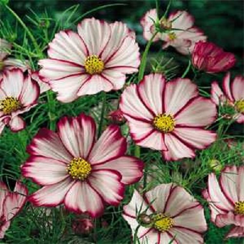 White Double Dutch Cosmos Flower Seeds / Bipinnatus / Annual - Etsy