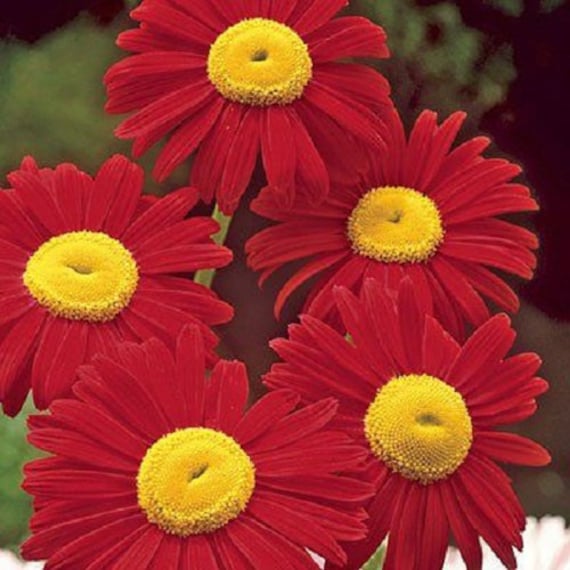 Chrysanthemum Robinson Red Flower Seeds / Coccineum / | Etsy