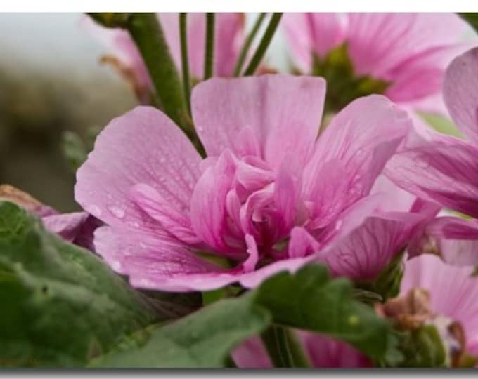 Malva Bright Pink Flower Seeds / Alcea / Perennial 30 | Etsy