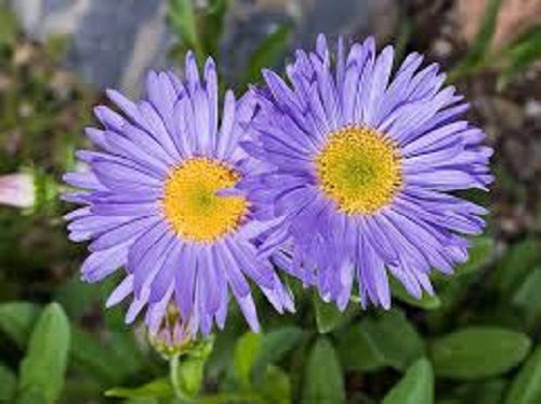Aster Alpinus Goliath Blue Flower Seeds / Perennial 25+ - Etsy