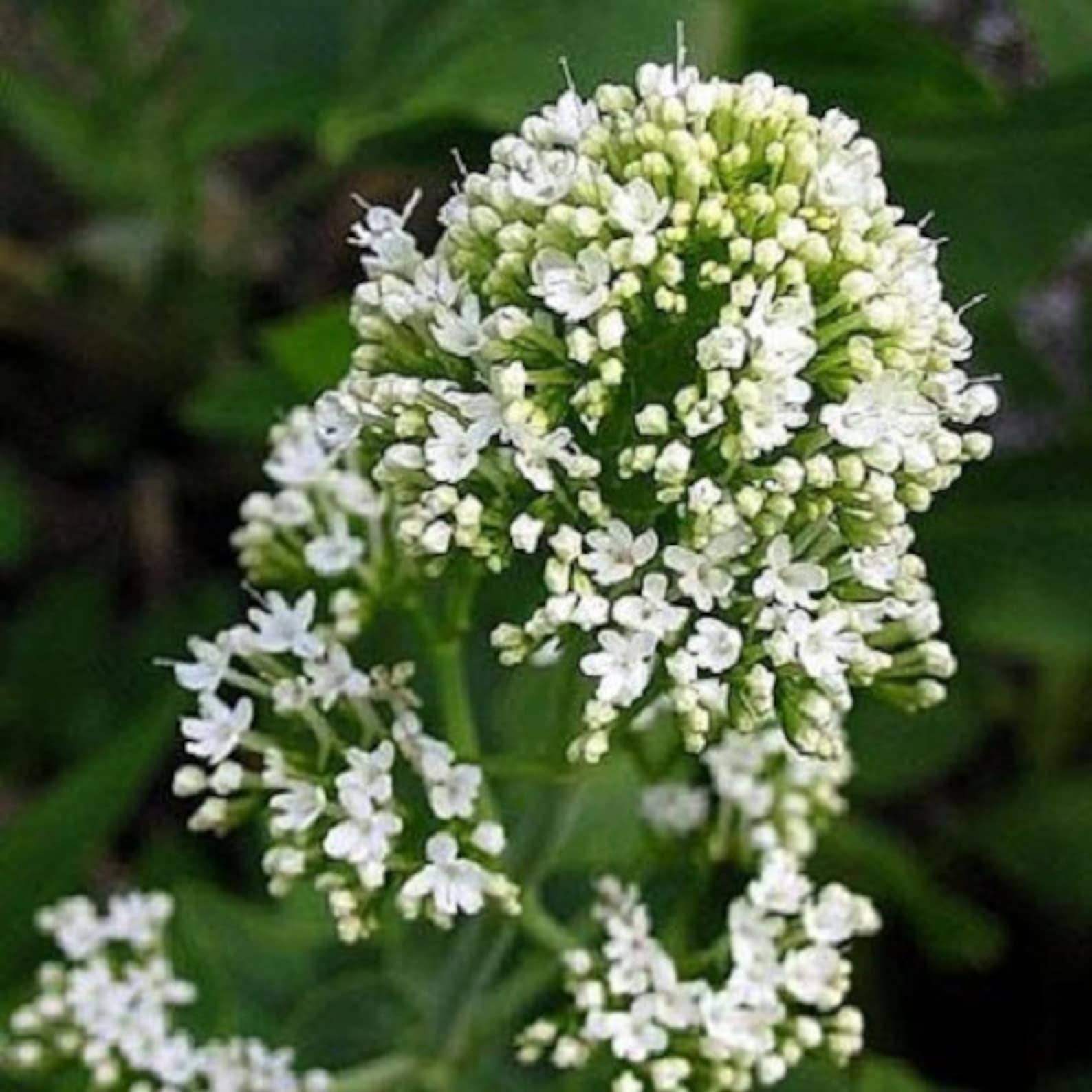 White Jupiter's Beard Flower Seeds / Perennial 40+ - Etsy