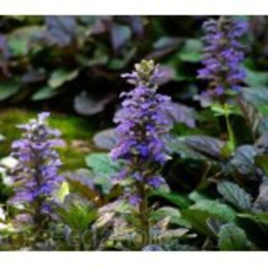 Ajuga Flower Seeds / Perennial 30+ - Etsy