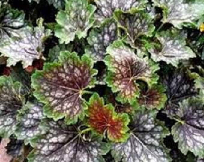 Heuchera Marvelous Marble Flower Seeds / Americana/ Perennial - Etsy