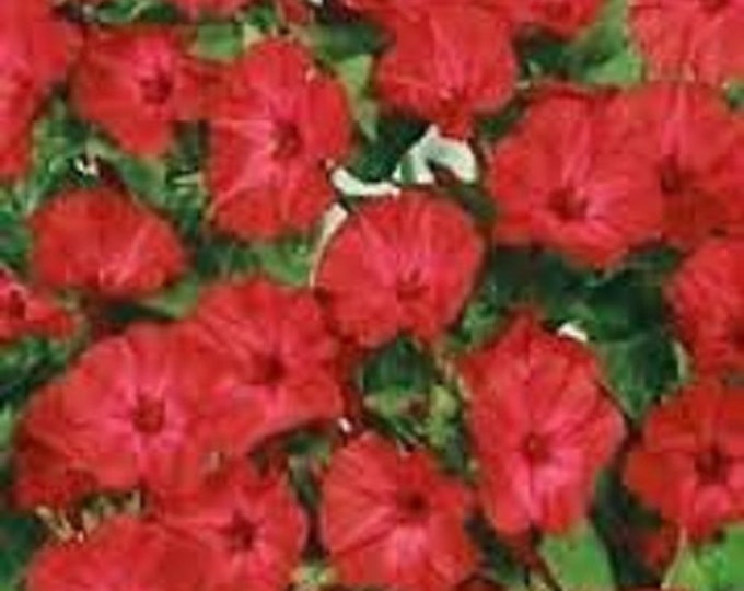 Mirabilis Jalapa Scarlet Red Flower Seeds/ Four O'clock/ Perennial 40 ...
