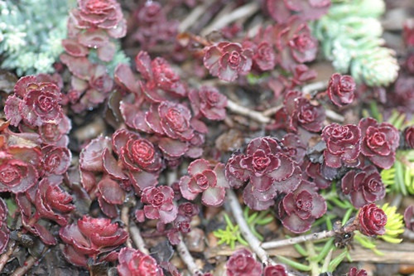 Purple Carpet Sedum Flower Seeds / Perennial 50 - Etsy