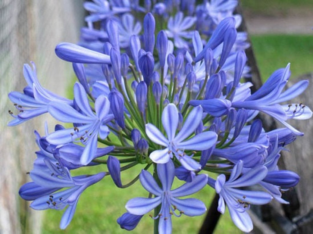 Blue African Lily Agapanthus Flower Seeds / Perennial 25+ - Etsy