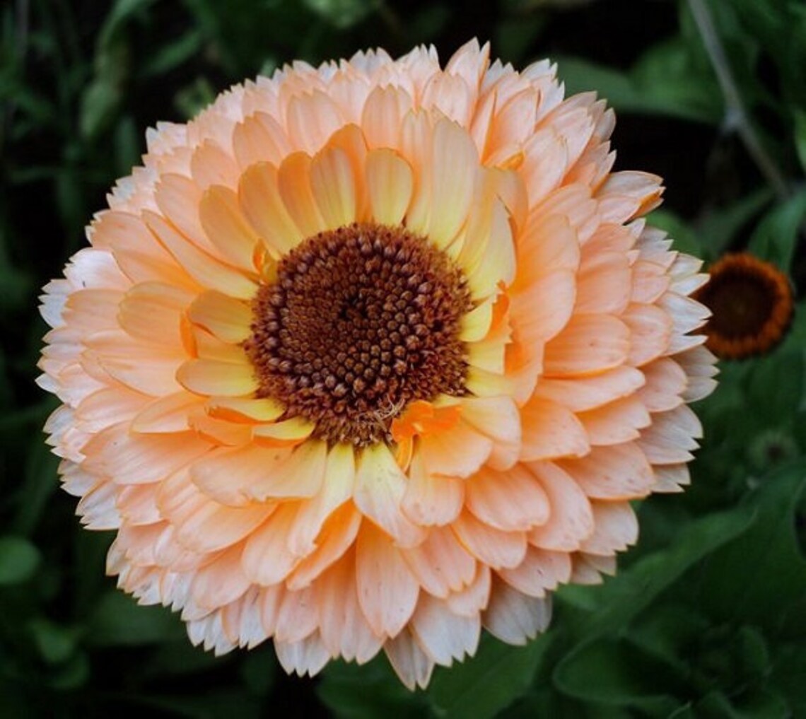 Calendula Pink Surprise Flower Seeds / Re-seeding Annual 40 - Etsy