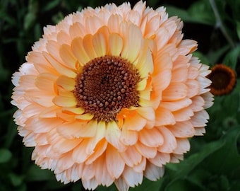 Calendula Pink Surprise Flower Seeds/officinalis/annual 40 - Etsy