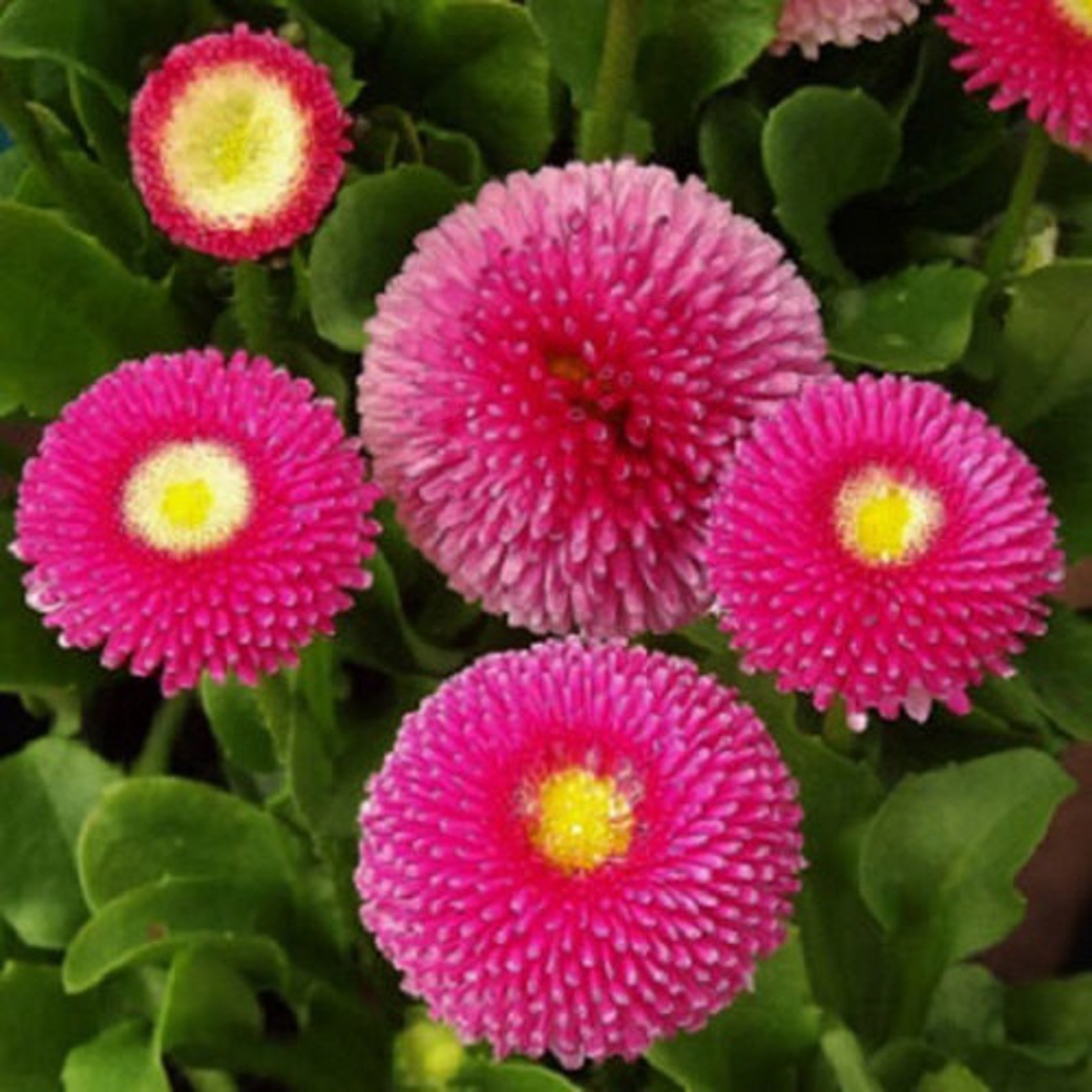English Daisy Super Enorma Rose Bellis Flower Seeds / Biennial - Etsy