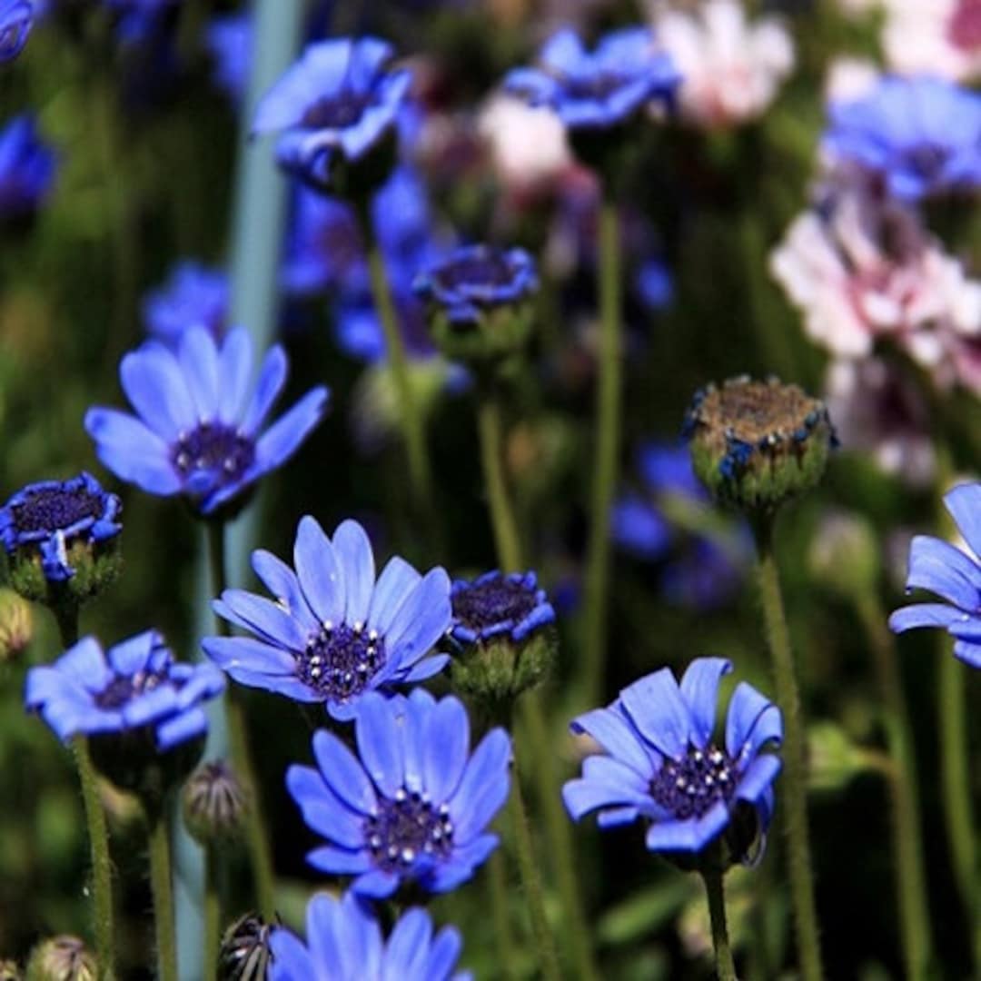 Felicia Blues Blue Daisy Flower Seeds / Annual 50 - Etsy Canada