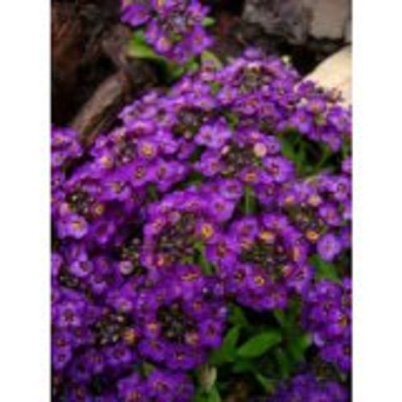 Deep Purple Alyssum Flower Seedswonderlandannual 60 Etsy