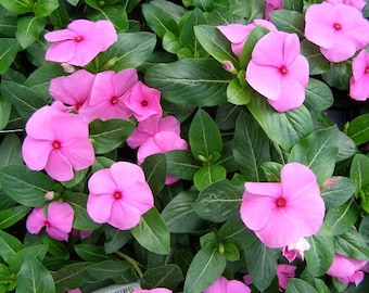 Vinca Cora Cascade Violet Rich-glowing Magenta Large - Etsy