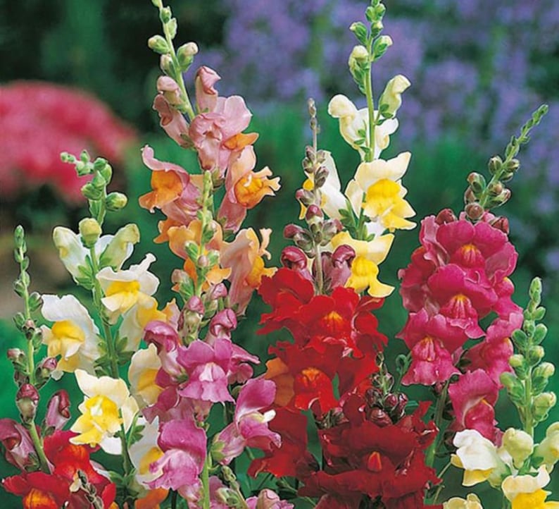 Snappy Tongue Antirrhinum Flower Seeds / Snapdragon / Annual / | Etsy