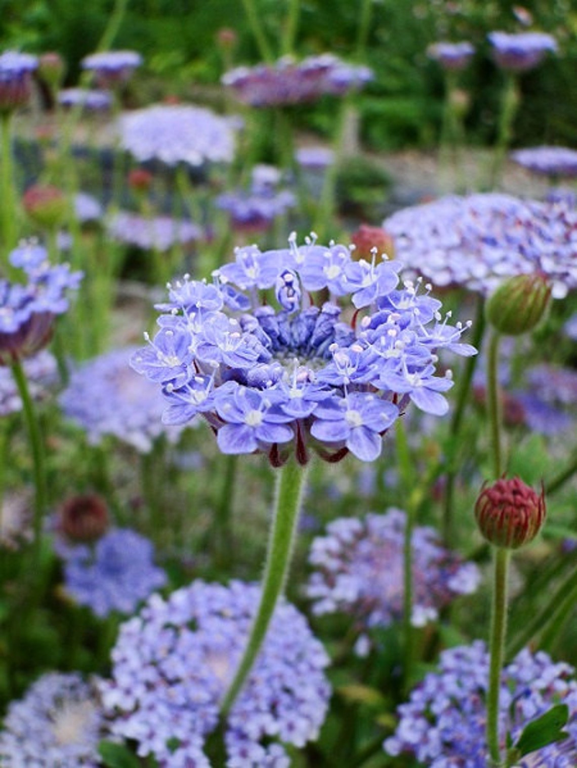 Blue Lace Didiscus Caeruleus Flower Seeds / Annual 50+ - Etsy