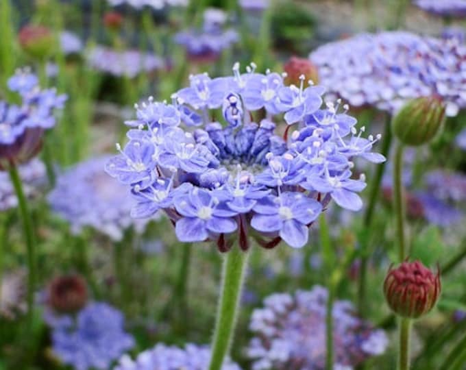 Blue Lace Didiscus Caeruleus Flower Seeds / Annual 50 - Etsy