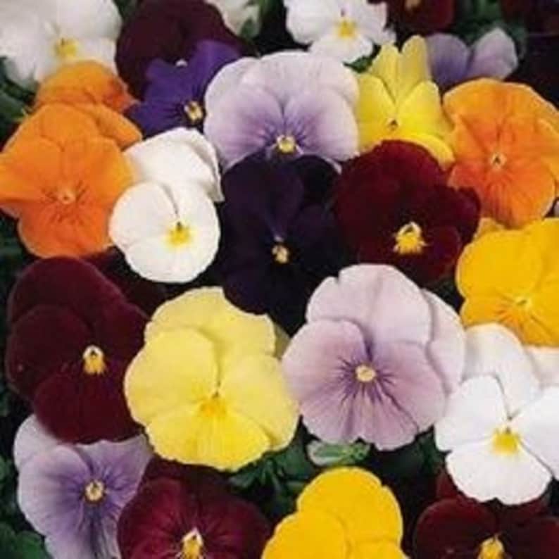 Clear Crystals Mix Viola Pansy Flower Seeds / Biennial 35+ - Etsy