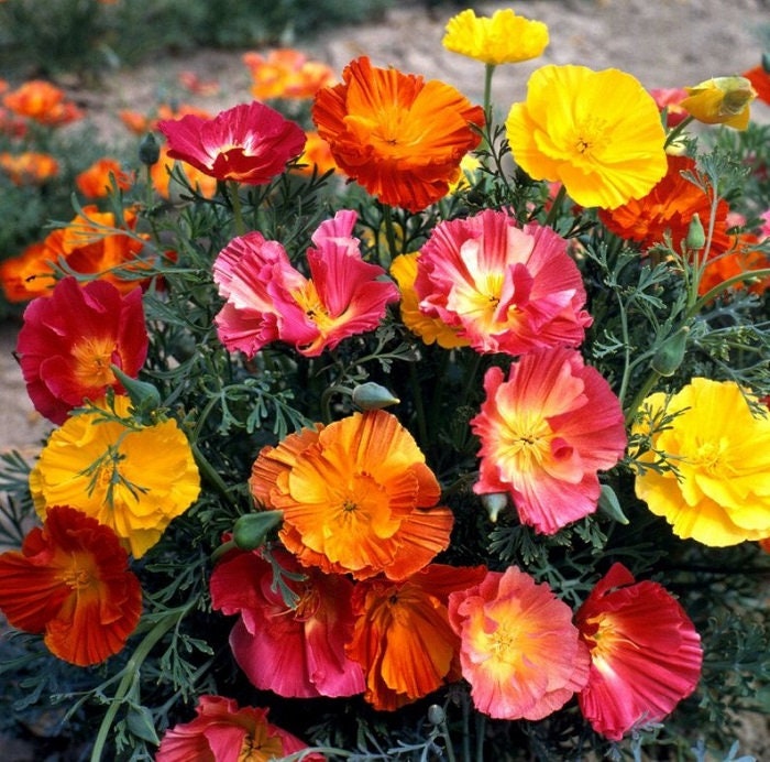 Thai Silk Bush Mix Poppy Flower Seeds/californica/annual 40 - Etsy