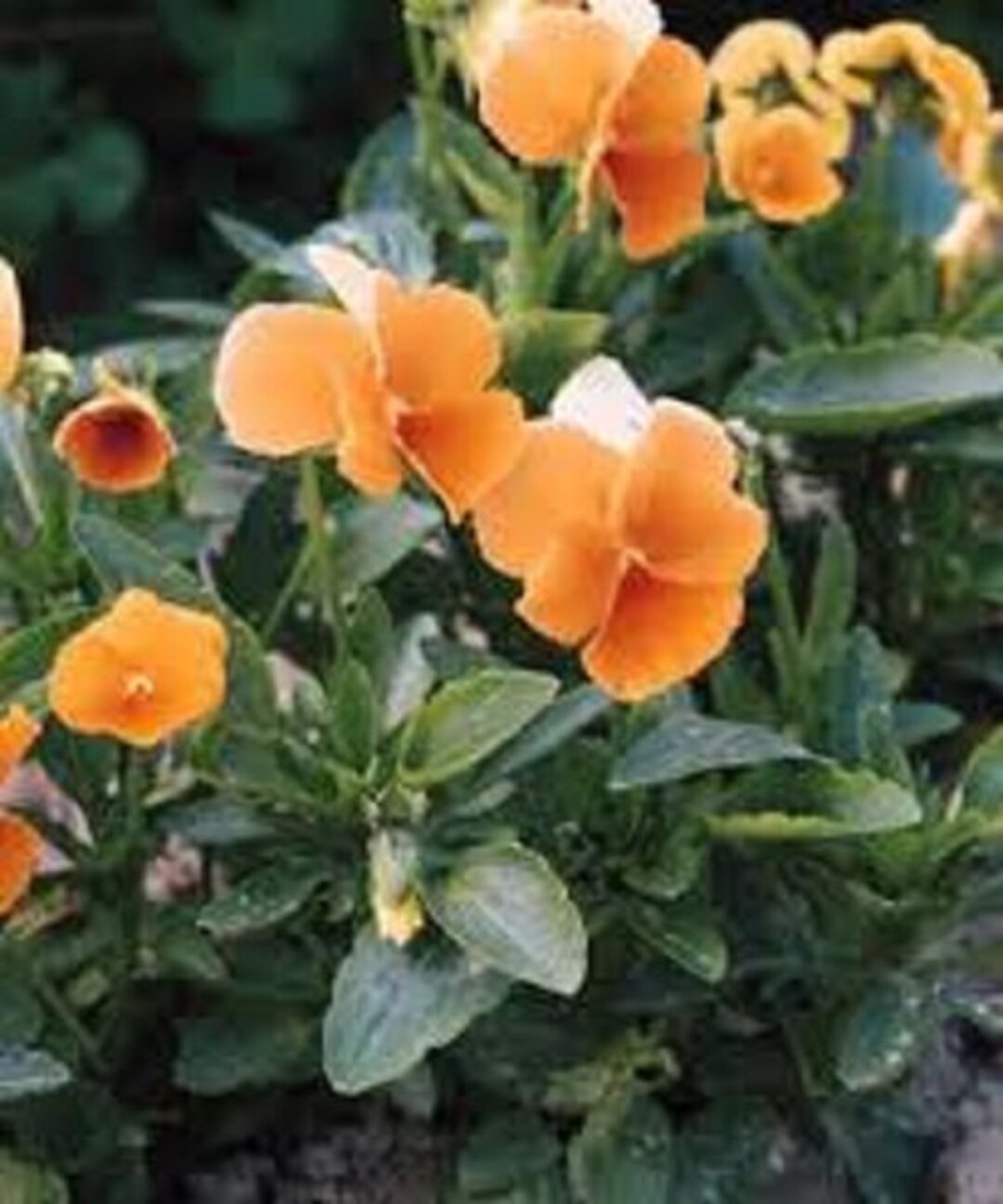 Orange Viola Chantreyland Flower Seeds / Perennial 50 - Etsy