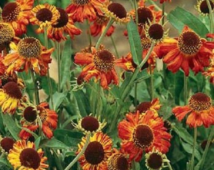 Helenium Autumnale Flower Seeds / Sneezeweed/ Perennial 50 | Etsy