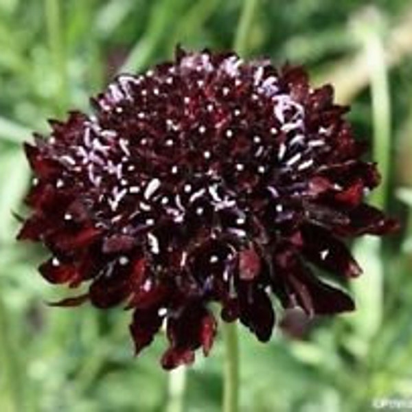 Black Knight Scabiosa - Etsy