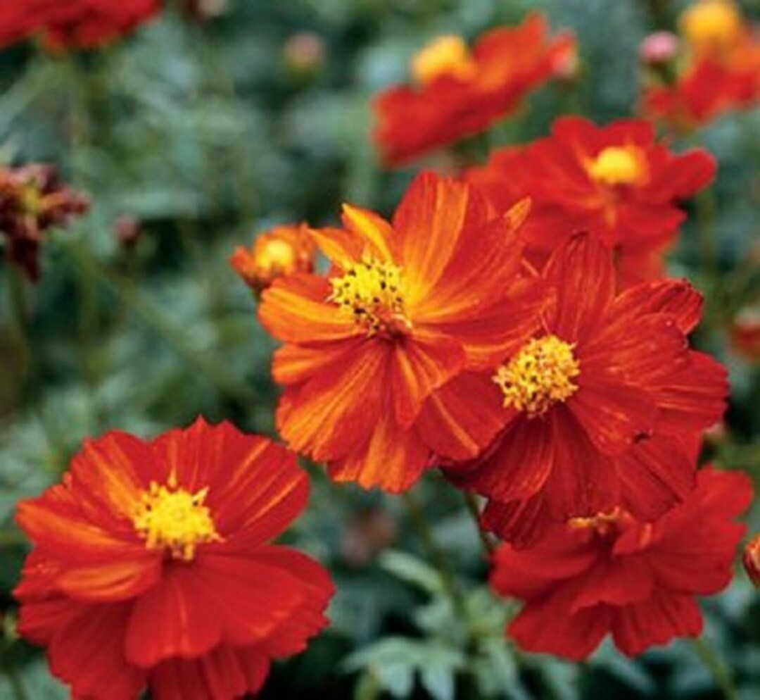 Red Cosmos Sulphureus Flower Seeds / Annual / 35+ - Etsy