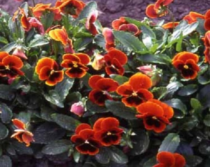 Viola Pansy Ruby Arkwright Flower Seeds / Perennial / 35 | Etsy