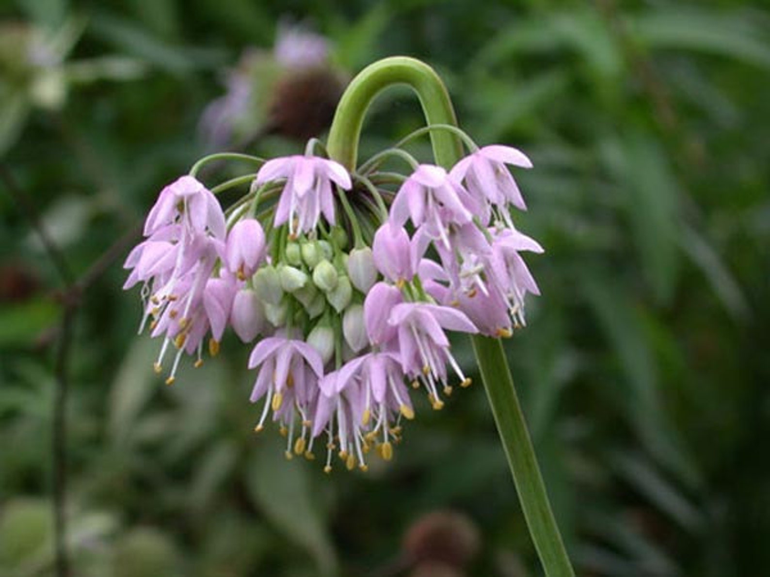 Nodding Pink Onion Flower Seeds / Allium Cernuum / Perennial 50+ - Etsy